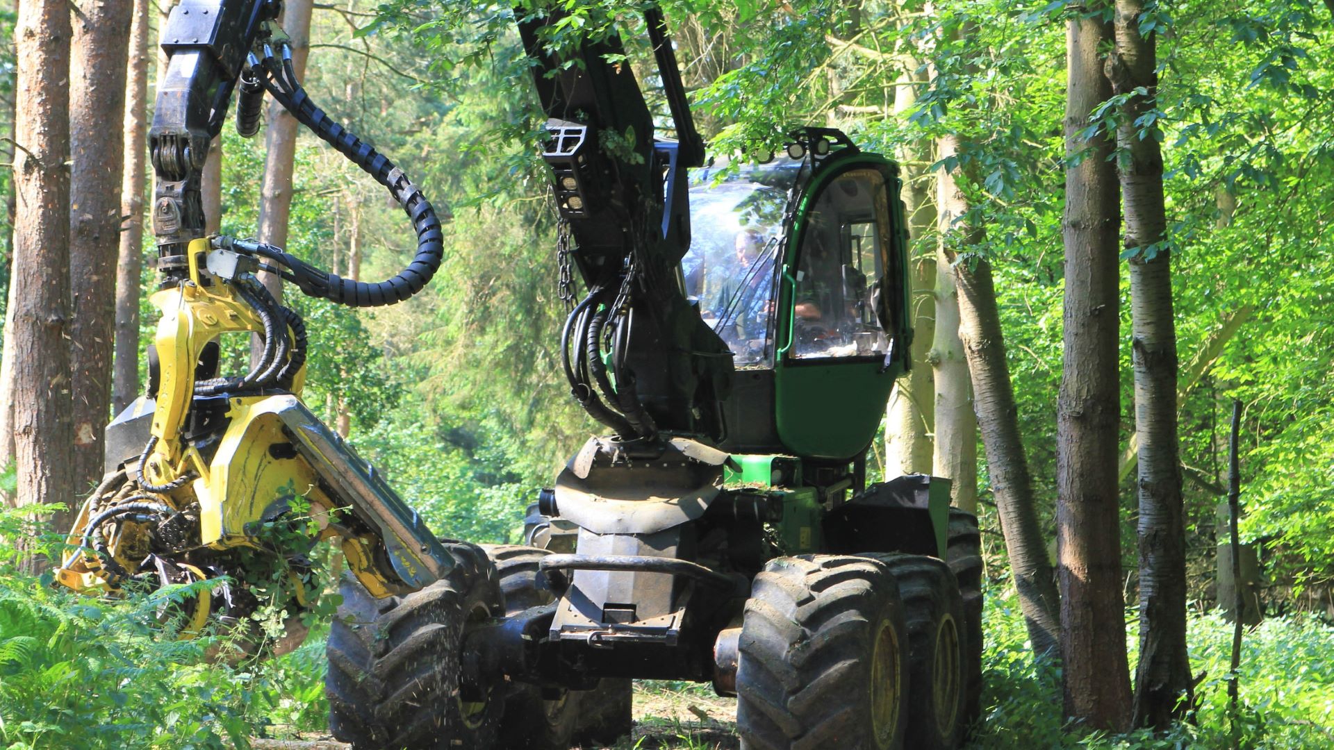 Maydencroft | Woodland management