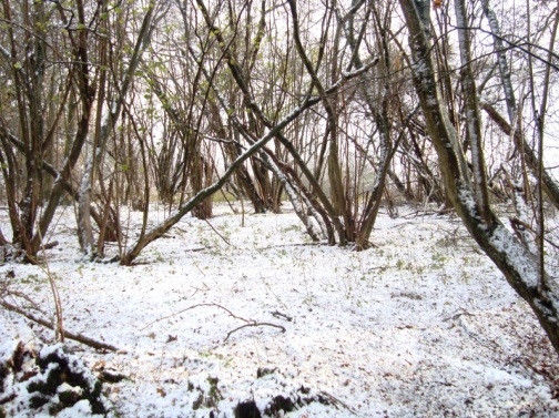 Case Studies | Maydencroft Limited