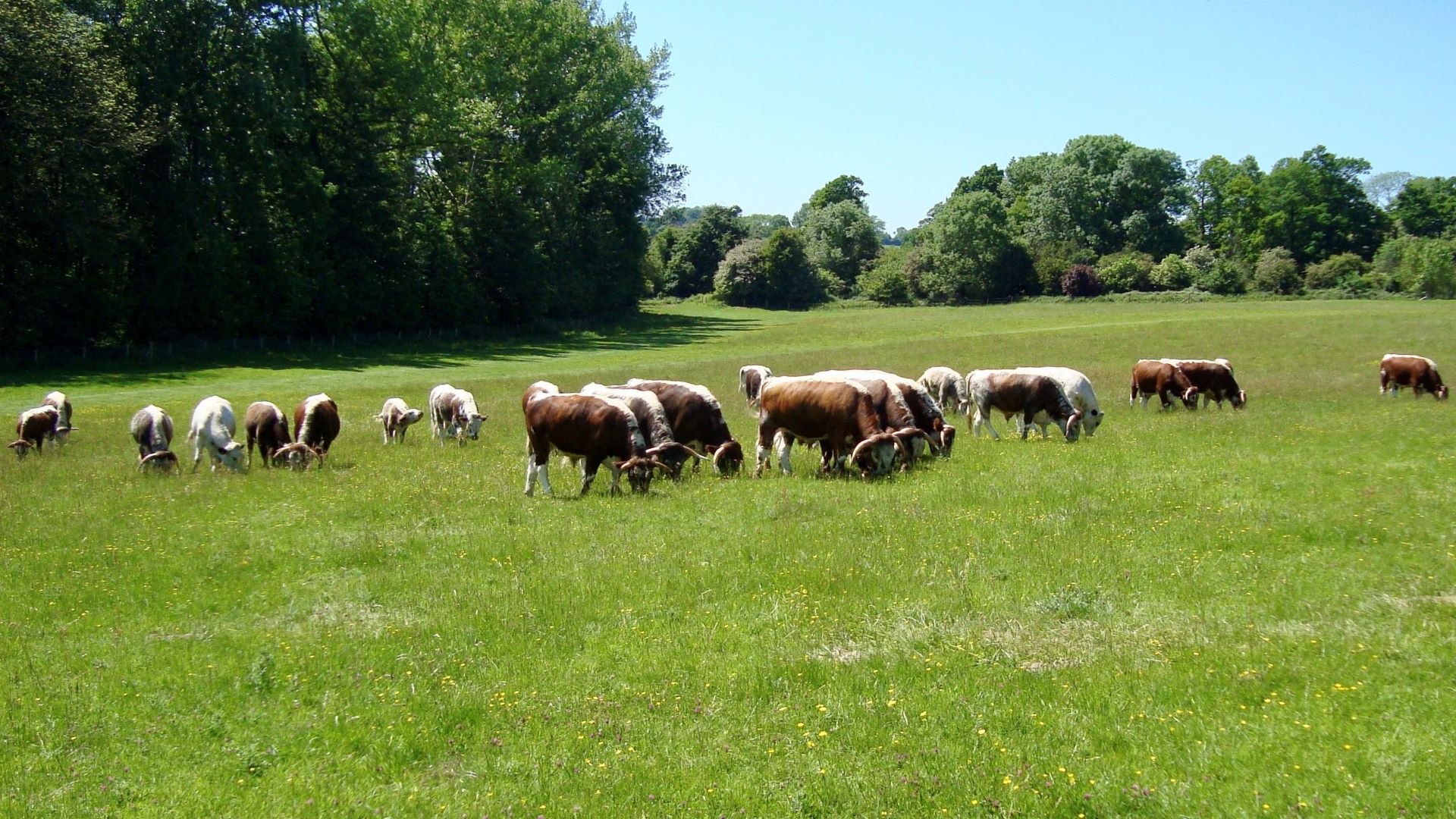 Maydencroft | Conservation grazing service