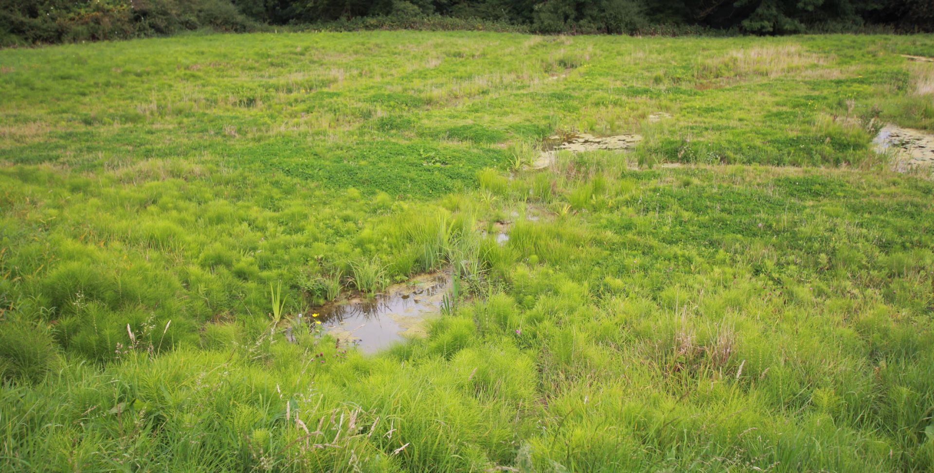 Maydencroft | Peatland and peat bog restoration