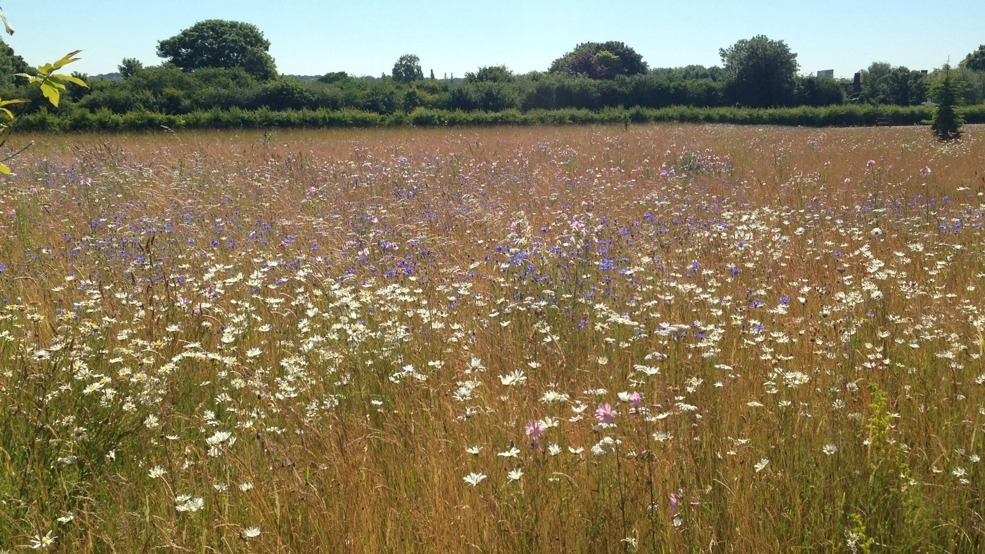 Maydencroft | Habitat creation