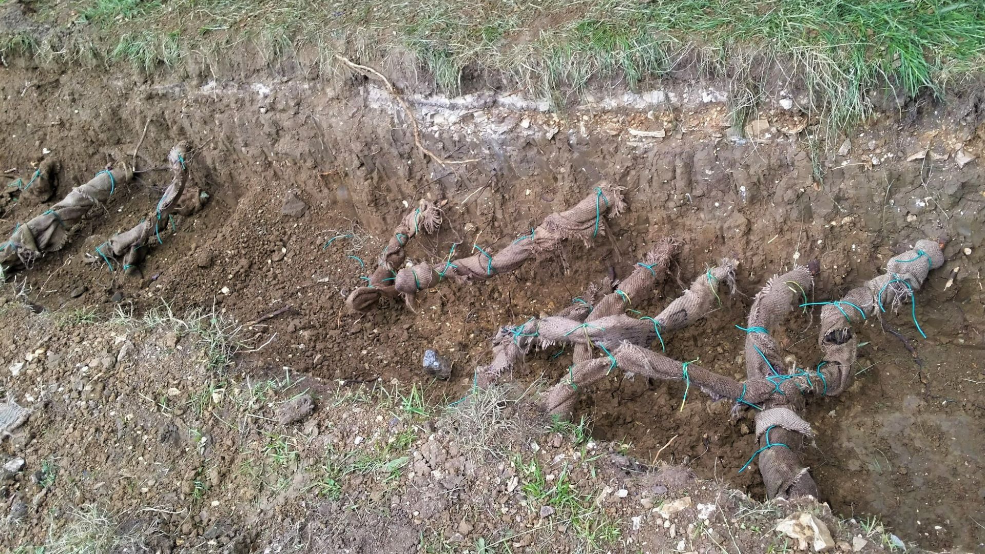 Maydencroft | Root decompaction and protection