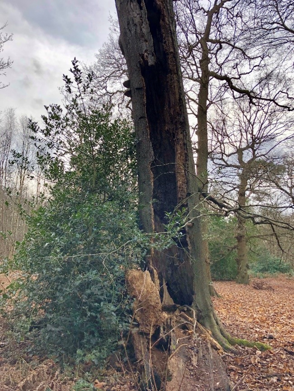 Case Studies | Maydencroft Limited