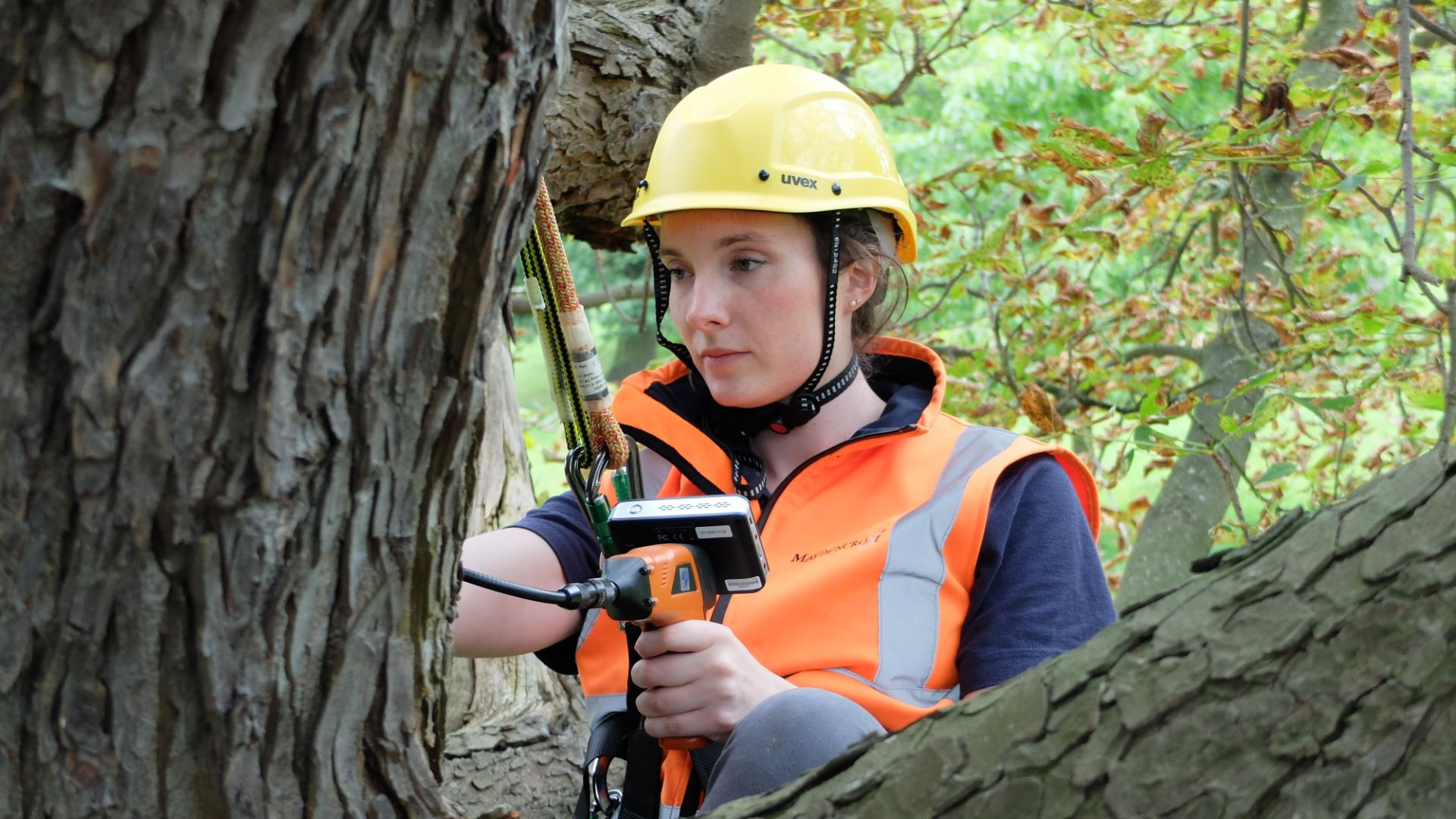 Maydencroft | CAVAT tree valuation