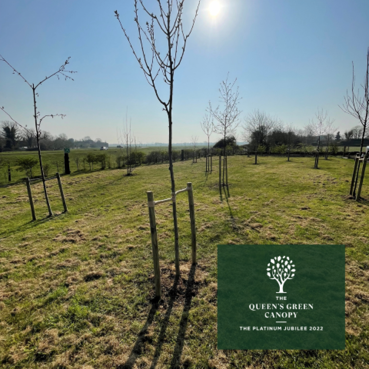 Plant a Tree for the Jubilee | News