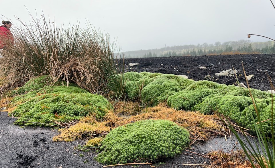 Scotland’s First Peatland Restoration Course as world leaders in ...