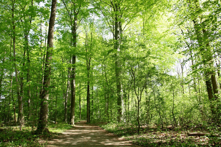 French Forestry Tour | News